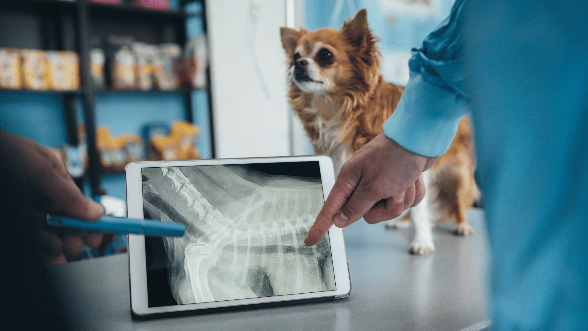 Pet Radiographs In Tampa, FL | Hickory Hill Vet Services