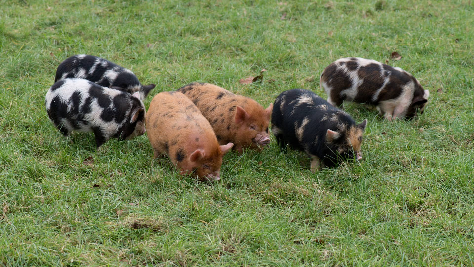 Pig Services In Tampa, FL | Hickory Hill Veterinary Services